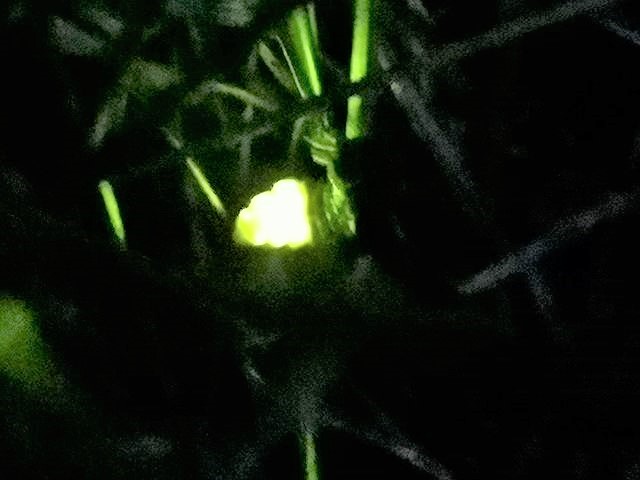 The Mysterious Firefly: Neither Fire, Nor Fly – Sacred Windows