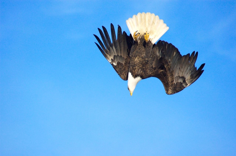 The Awesome Majesty and Power of the Eagle – Sacred Windows
