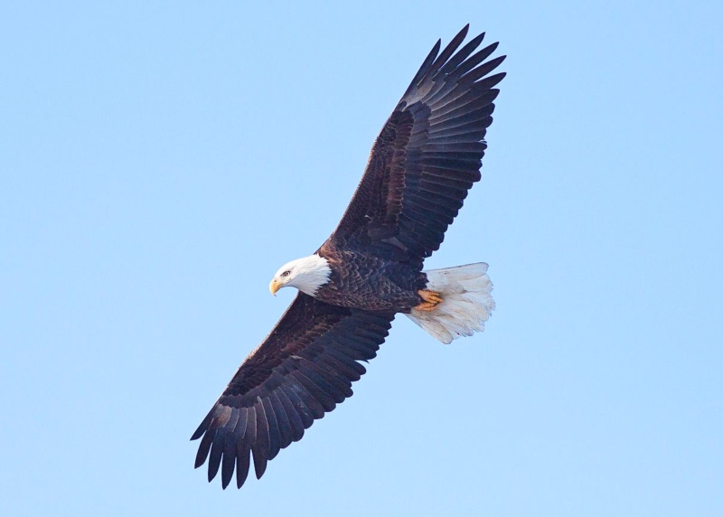 The Awesome Majesty and Power of the Eagle – Sacred Windows