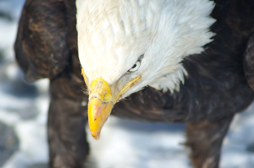 The Awesome Majesty and Power of the Eagle – Sacred Windows