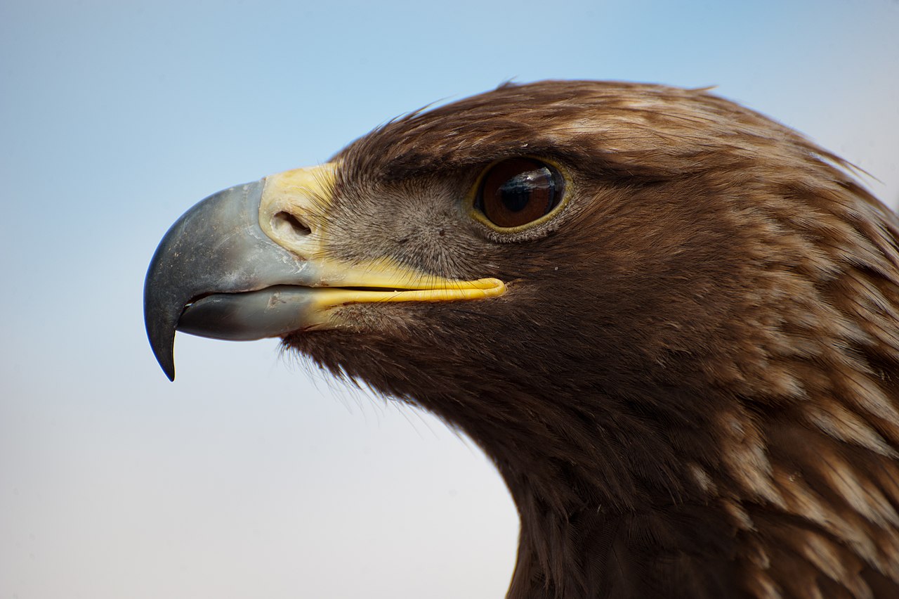 The Awesome Majesty and Power of the Eagle – Sacred Windows