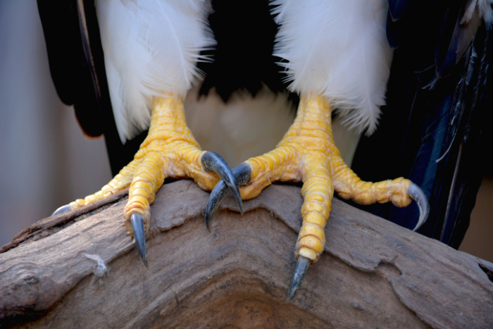The Awesome Majesty and Power of the Eagle – Sacred Windows