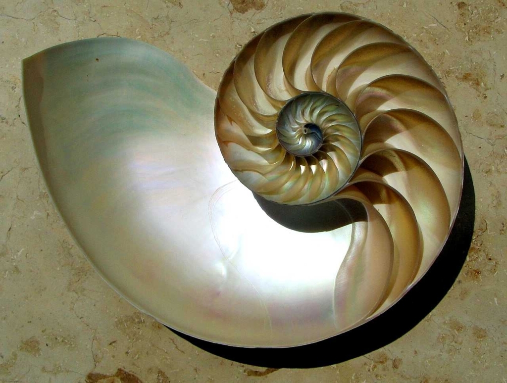 The Mollusk That Visited the Vatican - Sacred Windows