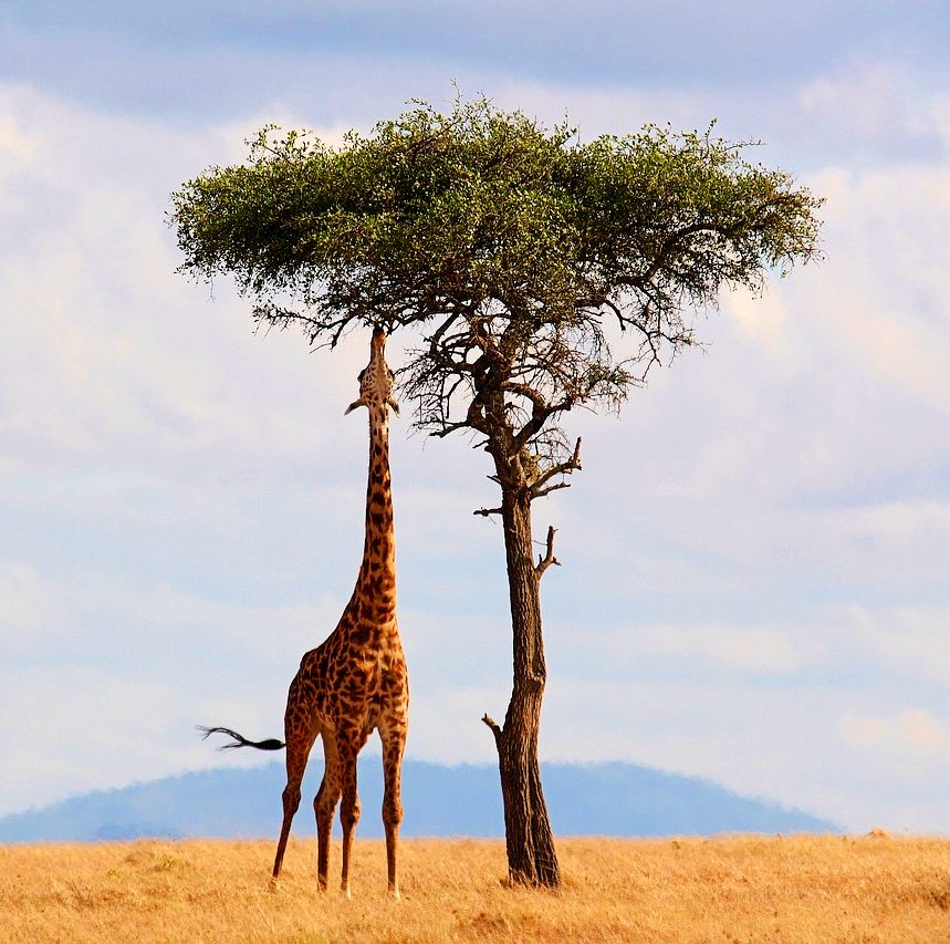 How the Giraffe Got Its Name – Sacred Windows