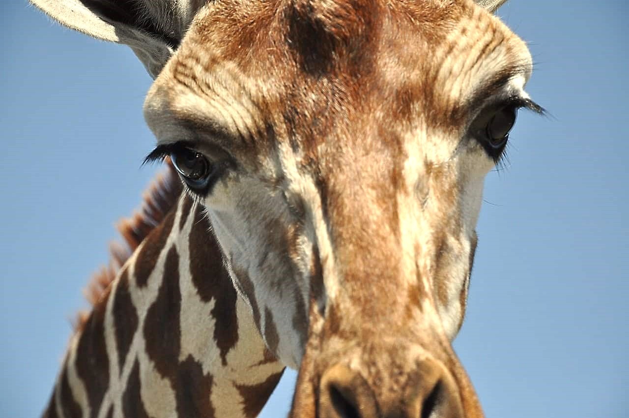 How the Giraffe Got Its Name – Sacred Windows