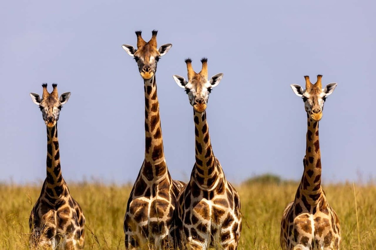 How the Giraffe Got Its Name – Sacred Windows