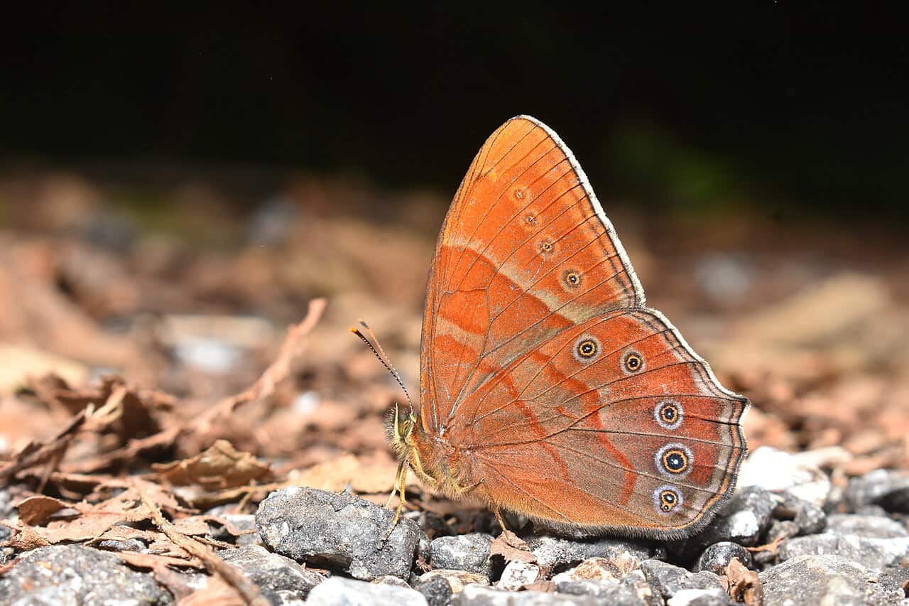 Nature’s Prime Symbol of the Resurrection—The Butterfly – Sacred Windows